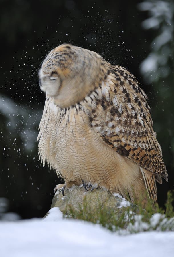 Eurasian Eagle Owl Shaking Head Stock Image - Image of animal, predator ...