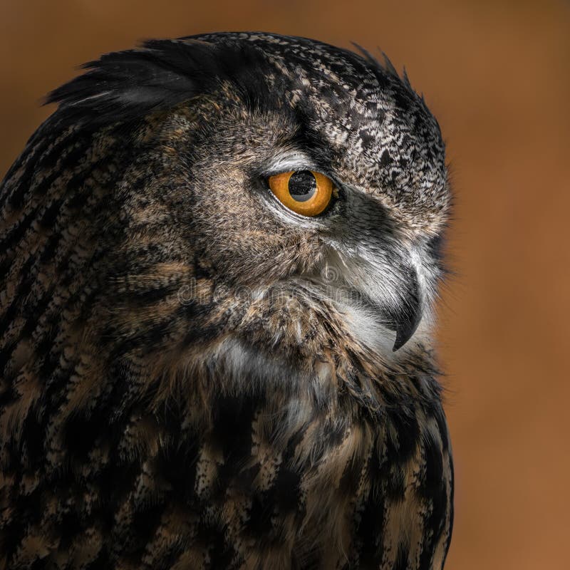 Eurasian Eagle Owl VI stock photo. Image of eagle, orange - 129477970