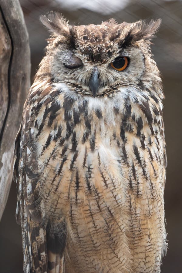 Winking eagle owl stock image. Image of smart, wink, bubo - 1687577