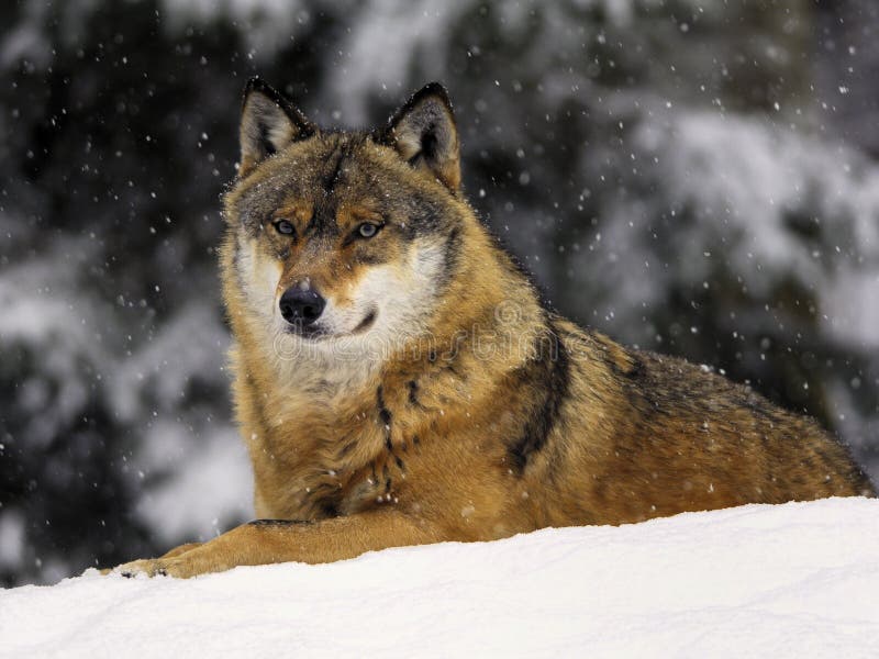 Eurasian Wolf in Winter Snow Stock Photo - Image of animal, profile ...