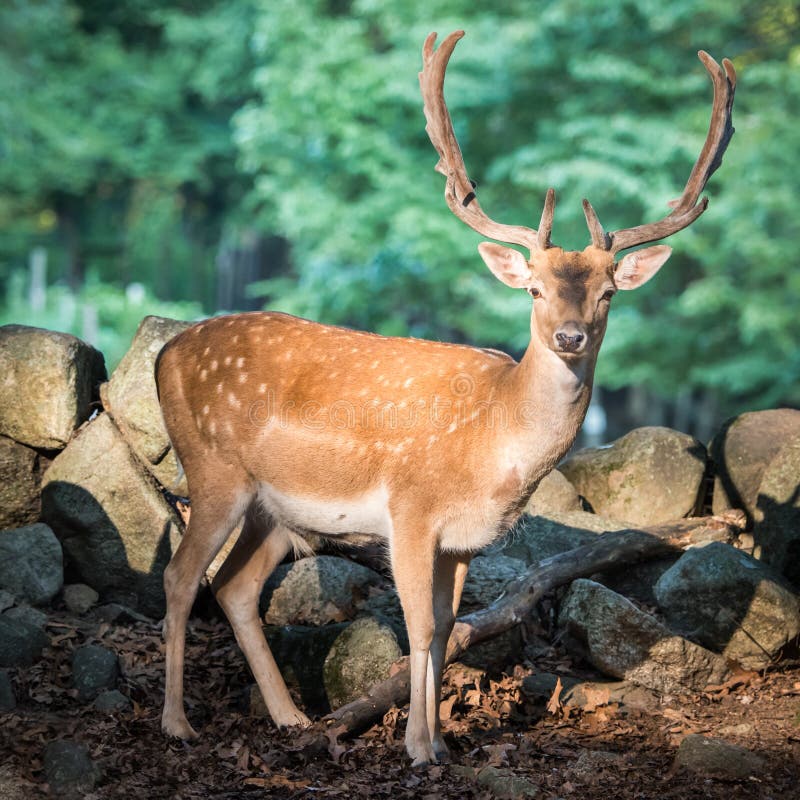 Eurasian Roe Deer Grazing in Field Stock Image - Image of adults ...