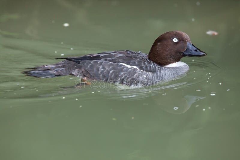 Eurasian Goldeneye Bucephala Clangula Clangula Stock Image - Image of ...