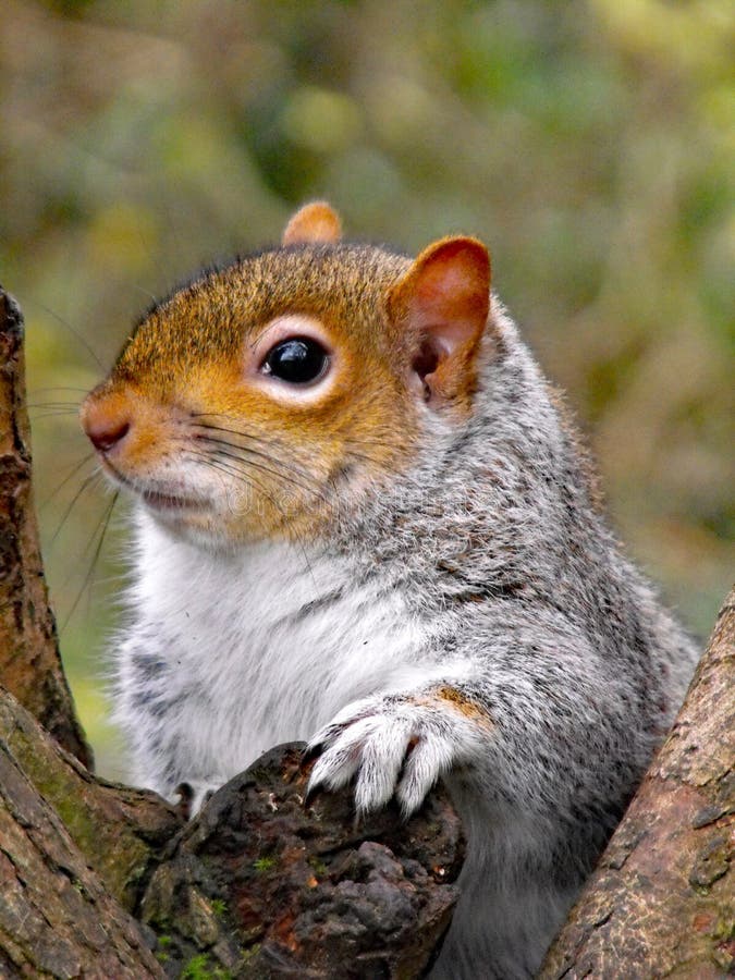 Squirrel - Side View - Outdoors Photograph Stock Image - Image of ...
