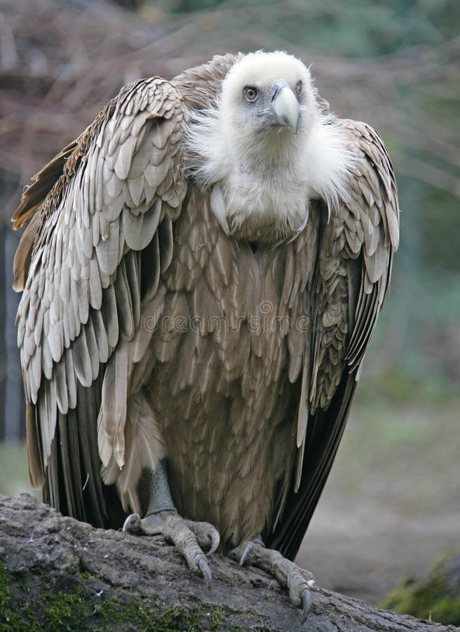 Eurasian Griffon 1 stock image. Image of peck, eurasian - 2257427