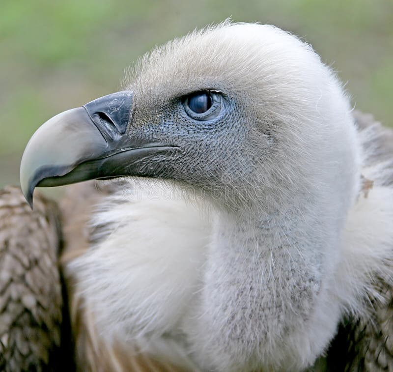 Eurasian Griffon 4 stock image. Image of carrion, wing - 2258513