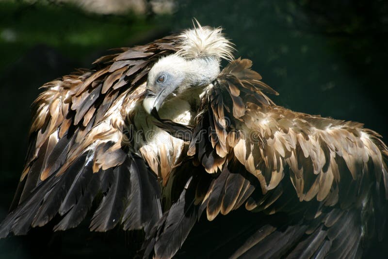 Griffon Vulture Bird Portrait Taken in Moscow Zoo. Stock Image - Image ...