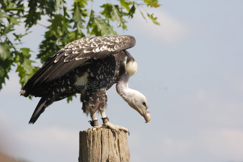 Eurasian griffon stock photo. Image of zoology, griffon - 9703622