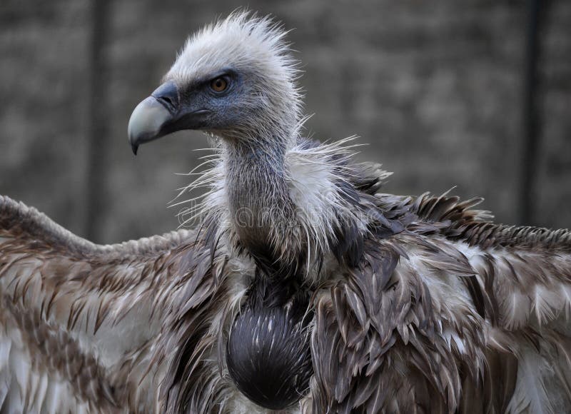 Eurasian Griffon Vulture (Gyps Fulvus) Stock Image - Image of chicken ...