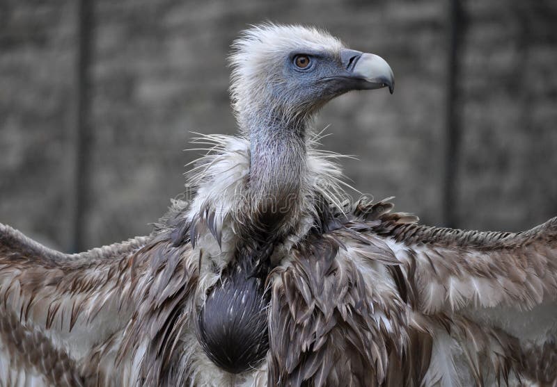 Eurasian Griffon Vulture (Gyps Fulvus) Stock Photo - Image of beograd ...