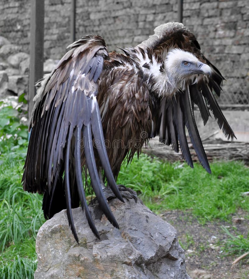 Eurasian Griffon Vulture (Gyps Fulvus) Stock Photo - Image of world ...