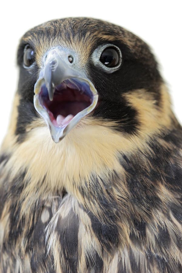 Eurasian Hobby(Falco Subbuteo) Stock Image - Image of fauna, hawk: 3937031