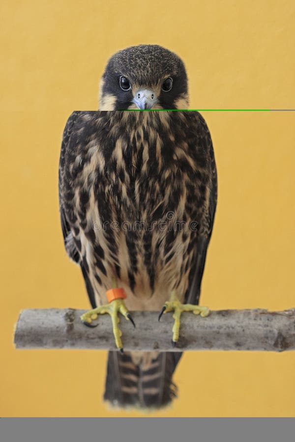 Eurasian Hobby(Falco Subbuteo) Stock Image - Image of feather, bird ...
