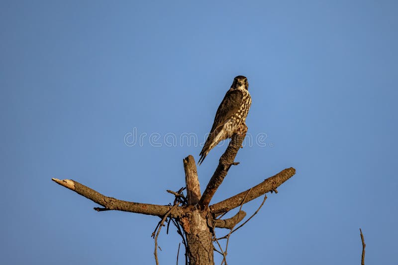 Eurasian Hobby, Falco Subbuteo Perched on a Tree. Stock Image - Image ...