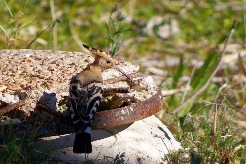 Eurasian Hoopoe stock photo. Image of bill, upupidae - 28925356
