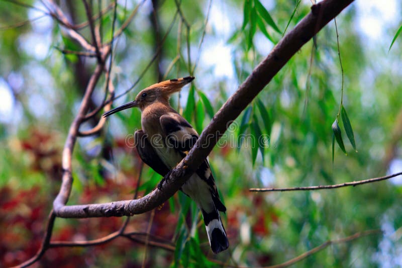 Eurasian Hoopoe stock photo. Image of gardens, tree, bird - 9211774
