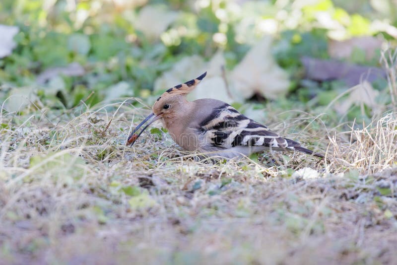 Eurasian Hoopoe Perched on Branch with Prey Stock Image - Image of ...