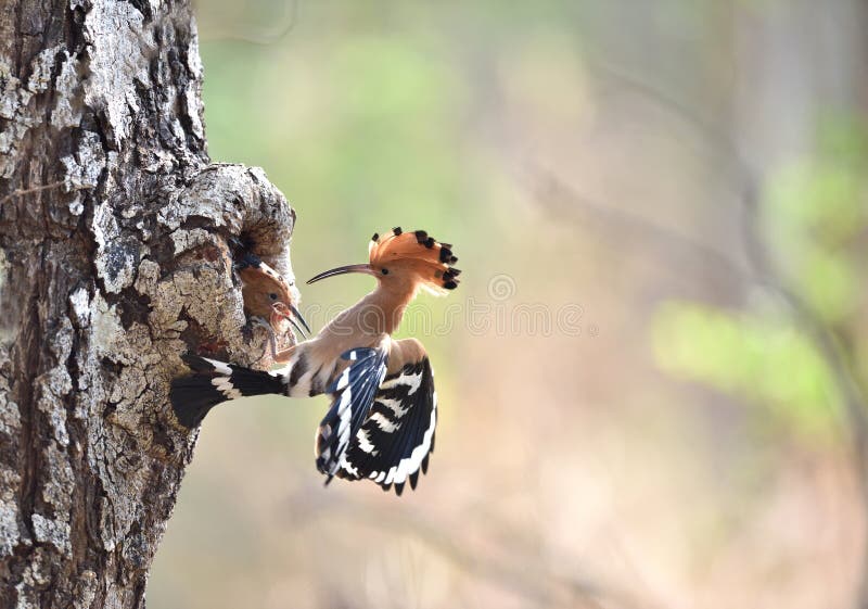 Eurasian Hoopoe or Common Hoopoe Stock Photo - Image of eurasian ...