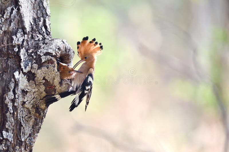 Eurasian Hoopoe or Common Hoopoe Stock Photo - Image of closeup, europe ...