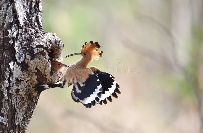 Eurasian Hoopoe or Common Hoopoe Stock Image - Image of hoopoe, green ...