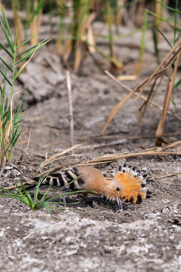 Eurasian Hoopoe or Common Hoopoe or Upupa Epops Stock Image - Image of ... Eurasian Hoopoe or Common Hoopoe or Upupa Epops Stock Image - Image of ...