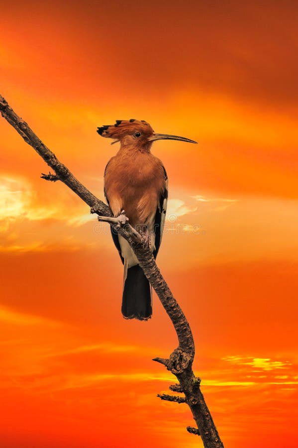 Eurasian Hoopoe or Common Hoopoe Stock Photo - Image of beautiful ...