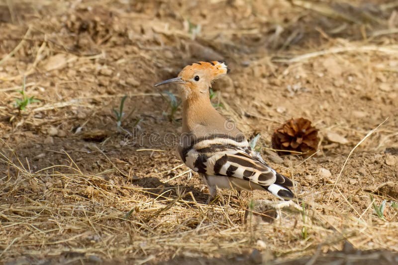 Eurasian Hoopoe on the Ground Stock Photo - Image of funny, bird: 19742520