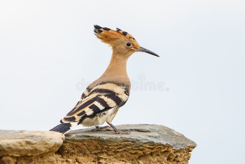 Eurasian Hoopoe on a Rocky Surface Stock Image - Image of feathers ...