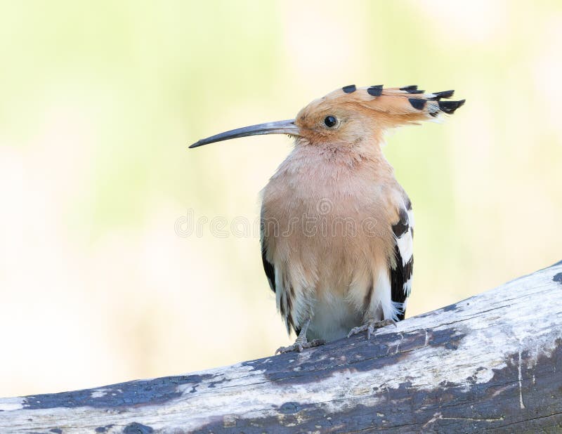 Eurasian Hoopoe, Upupa Epops. a Bird Sits on a Log Stock Image - Image ...