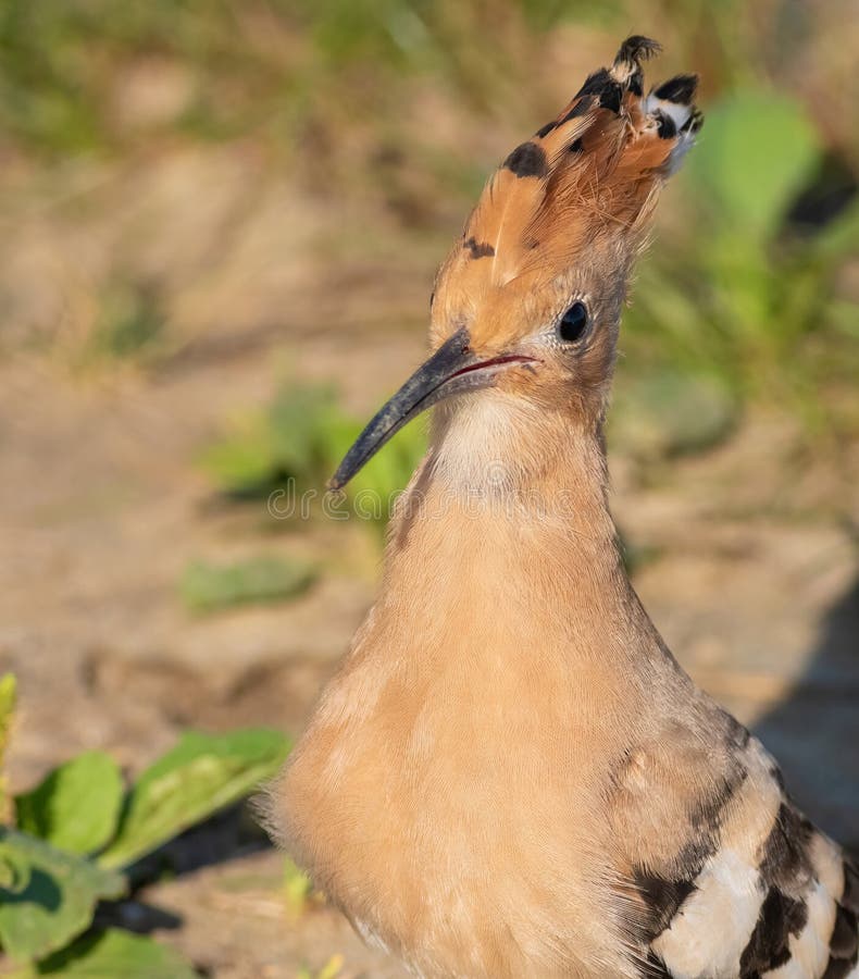 Eurasian Hoopoe, Upupa Epops. Close-up of the Bird Stock Image - Image ...