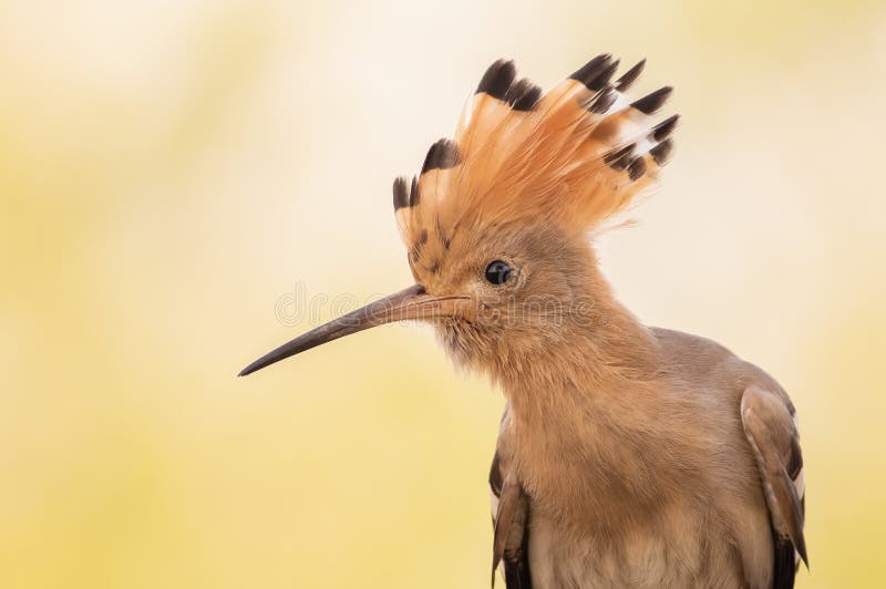 Eurasian Hoopoe, Upupa Epops. Close-up of the Bird Stock Image - Image ...