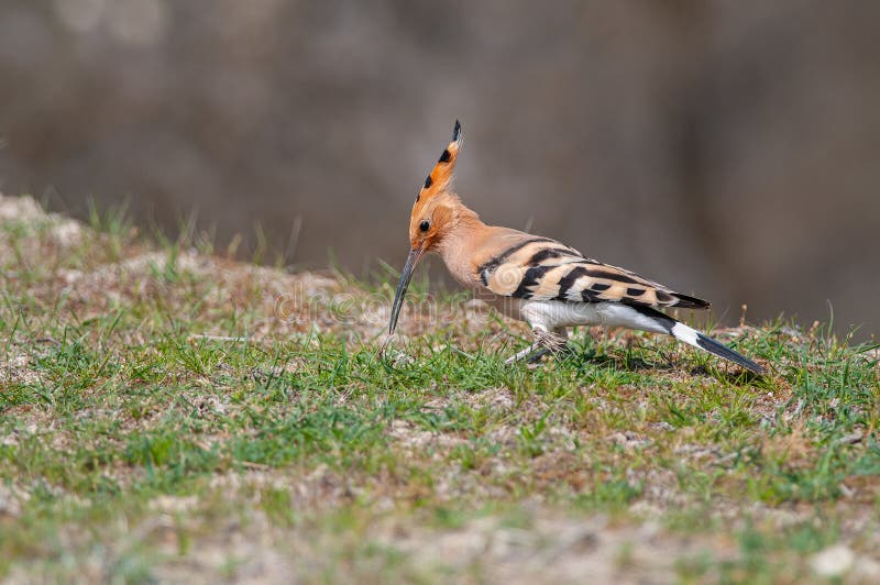 Eurasian Hoopoe, Upupa Epops, Feeding in the Grass Stock Image - Image ...