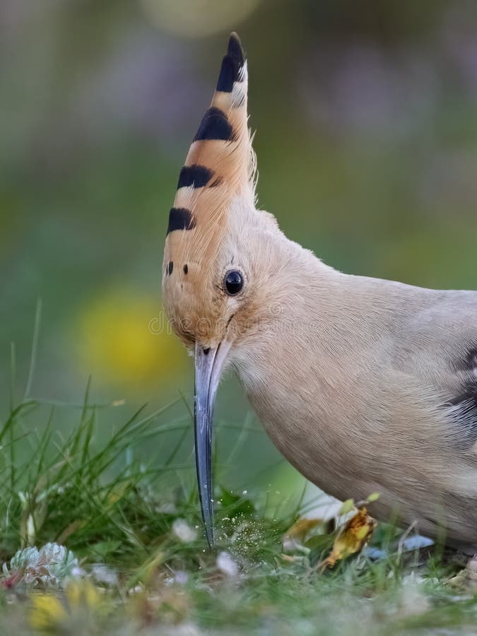 Eurasian Hoopoe Perched on Branch with Prey Stock Image - Image of ...