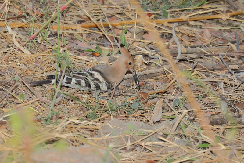Eurasian hopper bird stock photo. Image of wildlife - 205882722