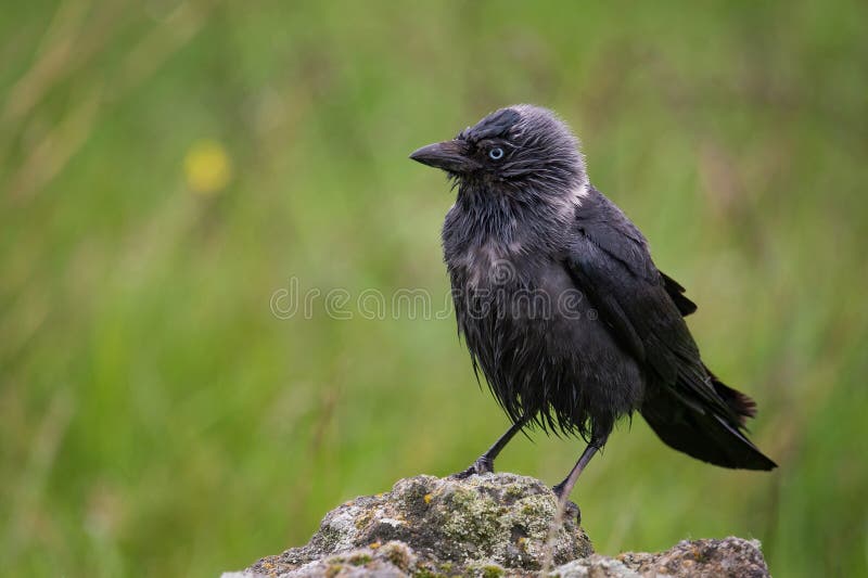 Eurasian Jackdaw, Corvus Monedula. Bird in the Wild Stock Photo - Image of natural, bird: 278858270