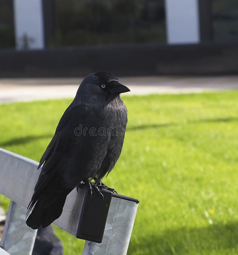 Eurasian Jackdaw or Corvus Monedula Spermologus Stock Image - Image of ...