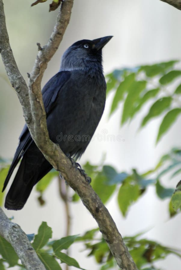 Eurasian Jackdaw, Greece stock image. Image of wild - 199107065