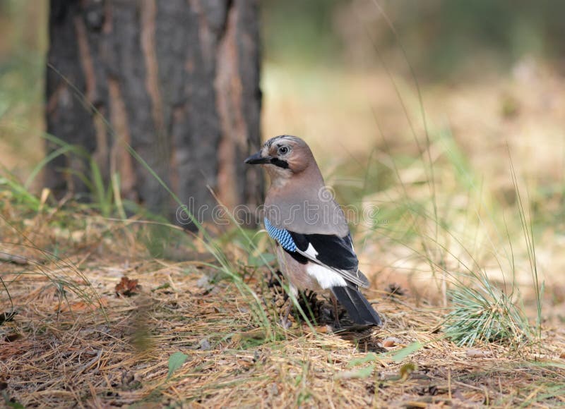 Eurasian Jay stock photo. Image of black, europe, animals - 11091406