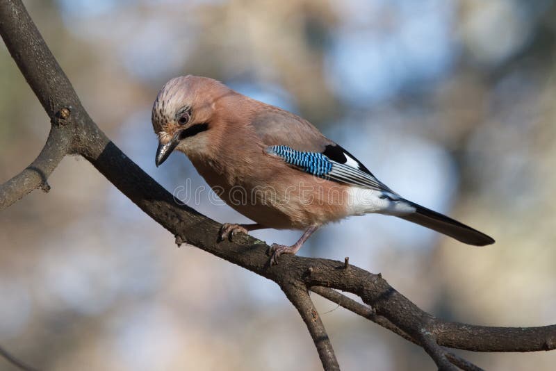 Eurasian Jay, Garrulus Glandarius Stock Image - Image of beautiful, bird: 16733353