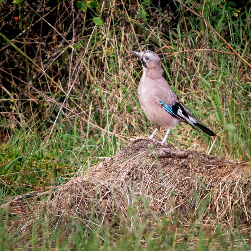 Eurasian jay on straw stock photo. Image of branch, avian - 341139352