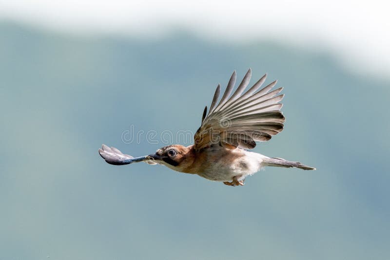 Eurasian Jay Bird Flying in Sky Stock Image - Image of avian, feather ...