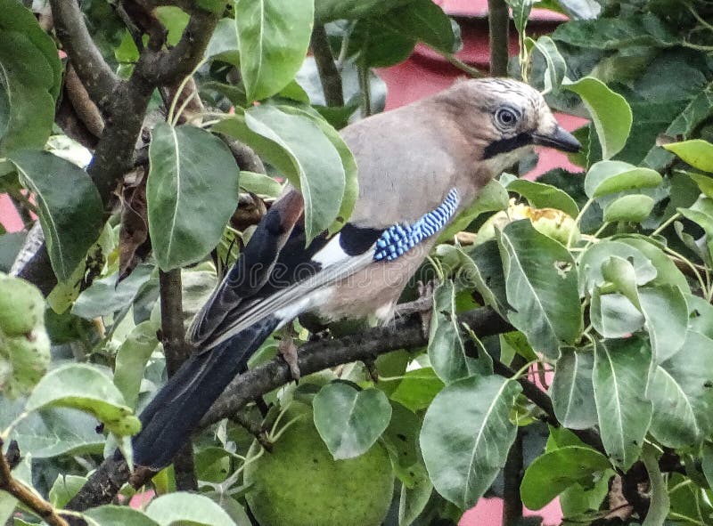 Eurasian Jay Bird (Garrulus Glandarius) Bird on a Tree Branch Stock ...
