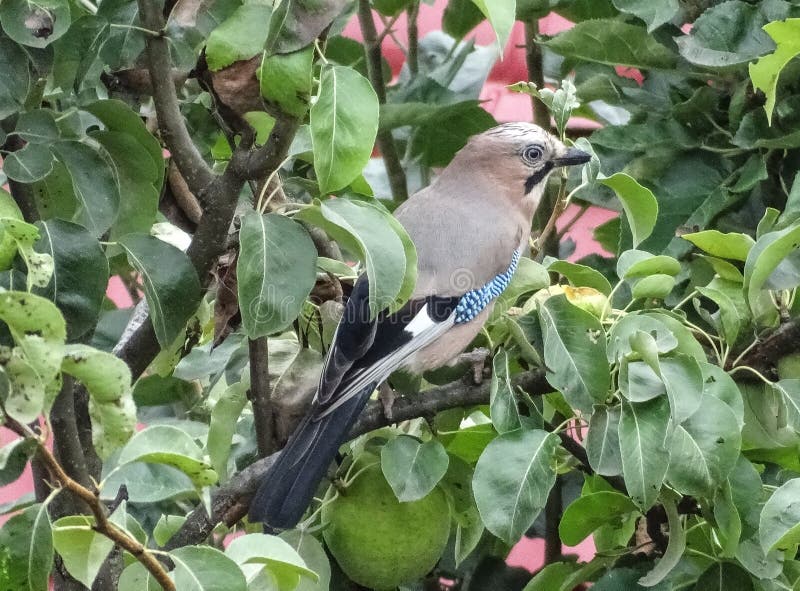 Eurasian Jay Bird (Garrulus Glandarius) Bird on a Tree Branch Stock ...