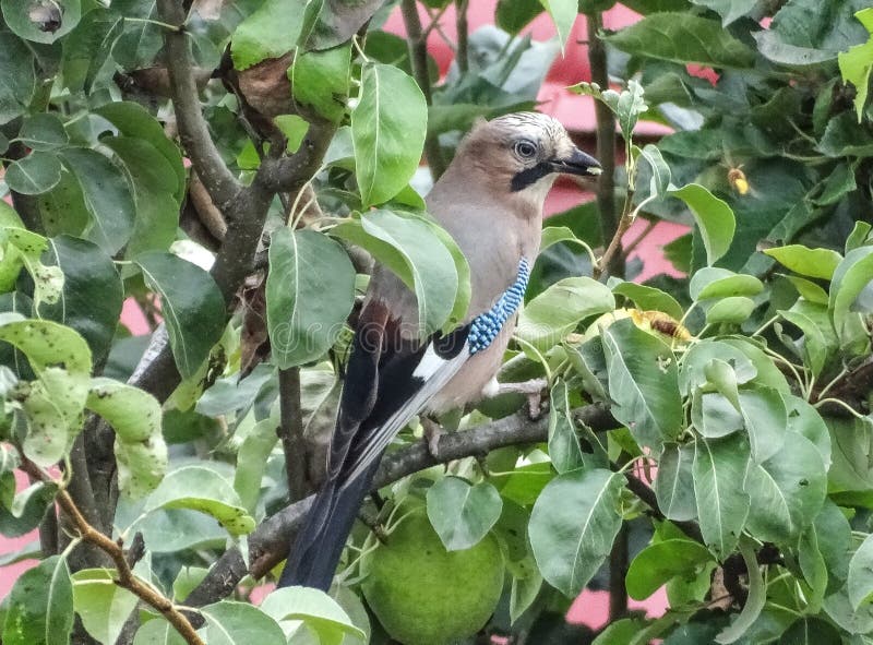 Eurasian Jay Bird (Garrulus Glandarius) Bird on a Tree Branch Stock ...
