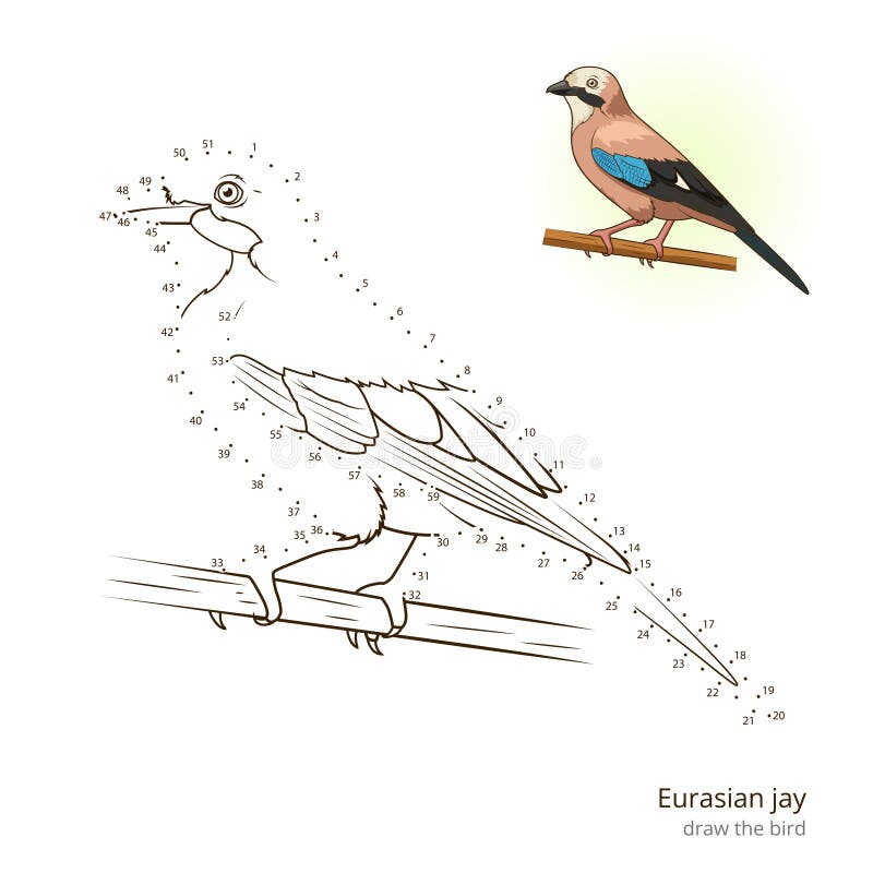 Eurasian Jay Bird Learn To Draw Vector Stock Vector - Illustration of ...