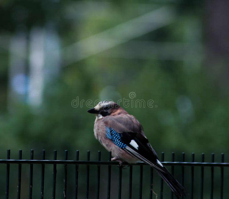 Eurasian Jay Bird Perched on a Fence Stock Photo - Image of perched ...