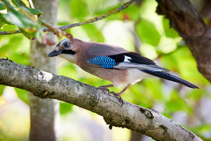 Eurasian Jay Bird Sitting on a Branch Stock Photo - Image of watching ...