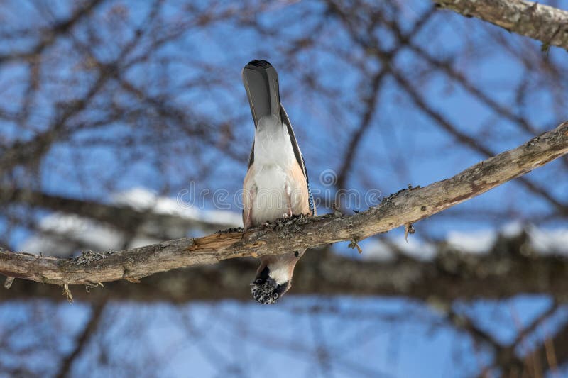 Eurasian Jay on a Branch of Tree in Japanese Winter Forest Stock Image ...