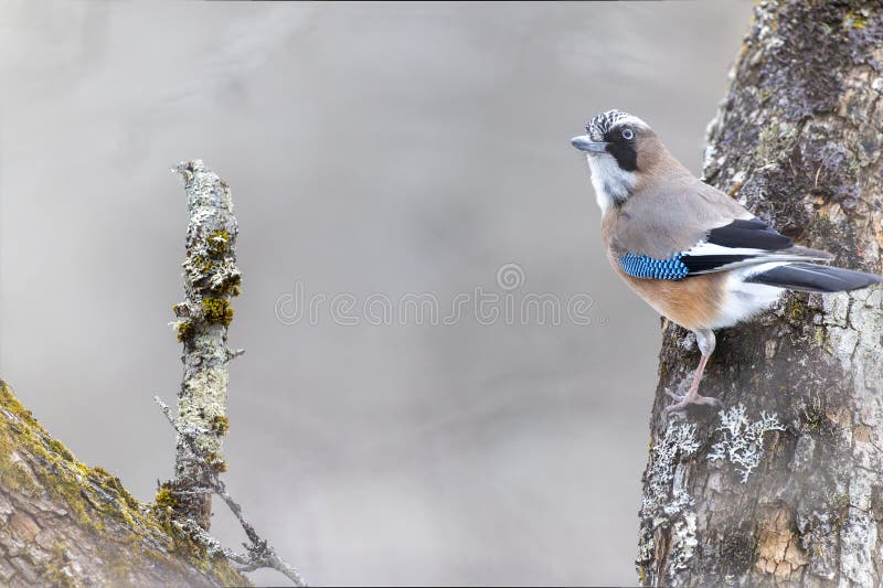 Eurasian Jay on a Branch of Tree in Japanese Winter Forest Stock Photo ...