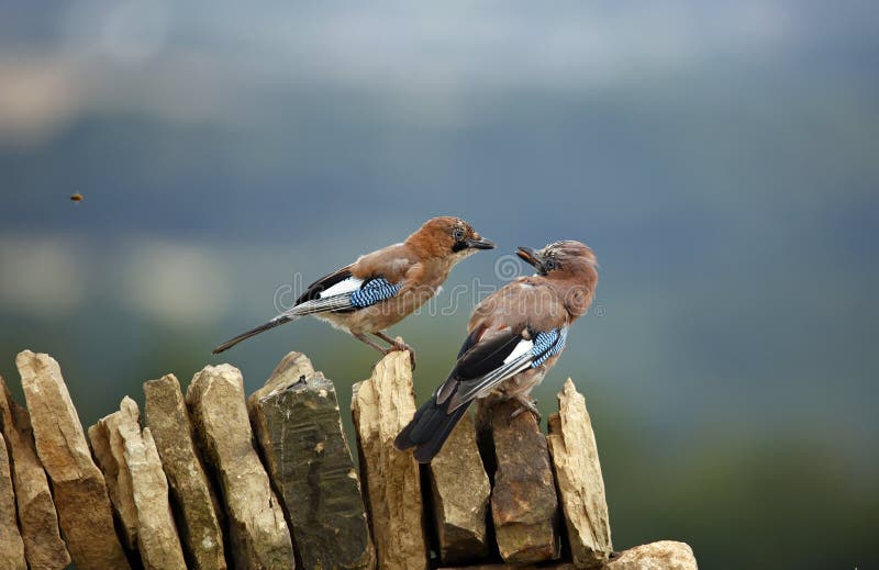 Eurasian Jay Down on the Farm Stock Photo - Image of feeding, woods ...