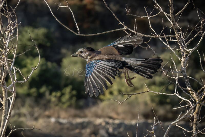 A Eurasian Jay in Flight stock photo. Image of birds - 363709268